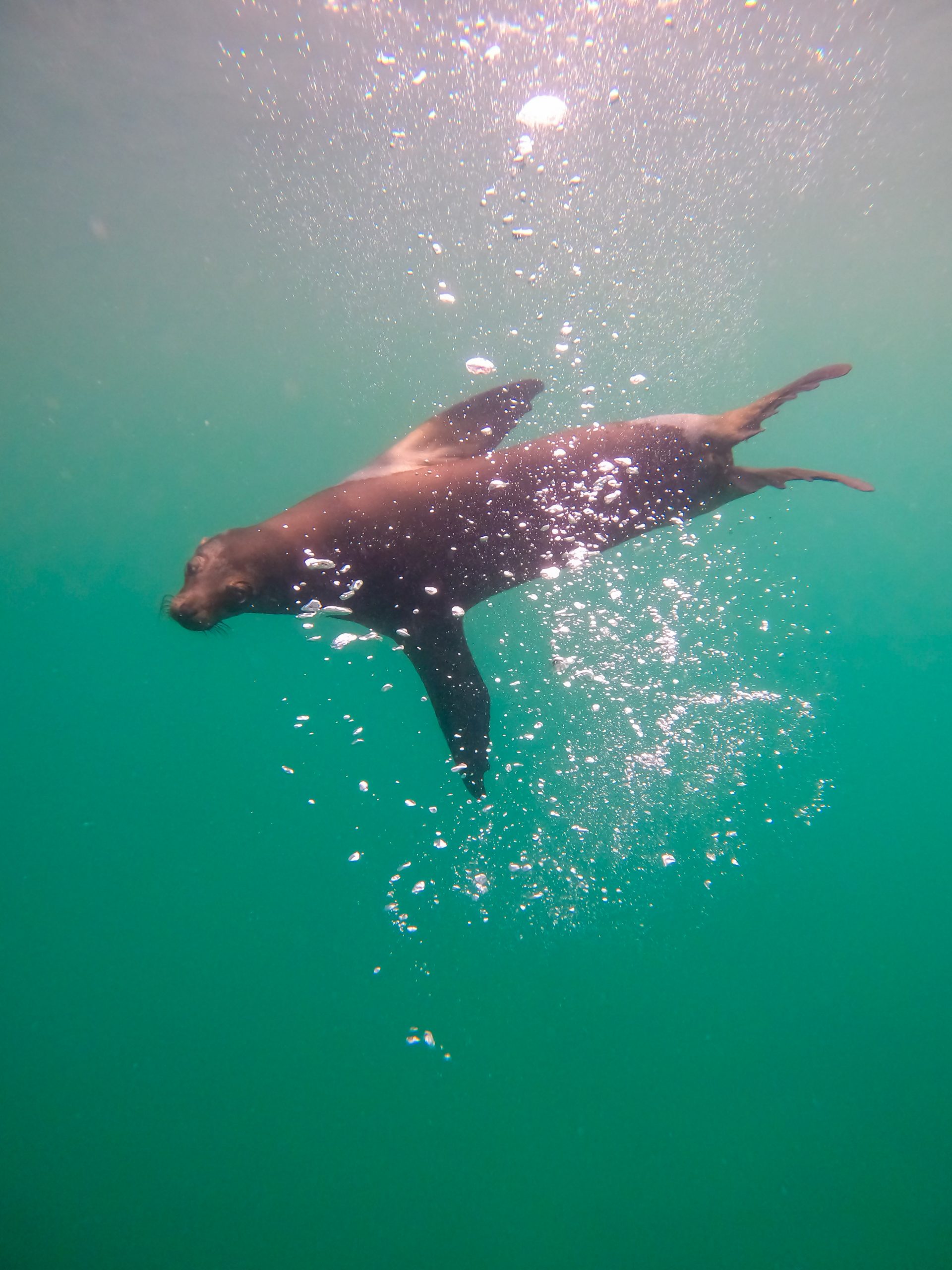 Qué hacer en Isla Isabela, la isla más salvaje de Galápagos - Polyviajeros