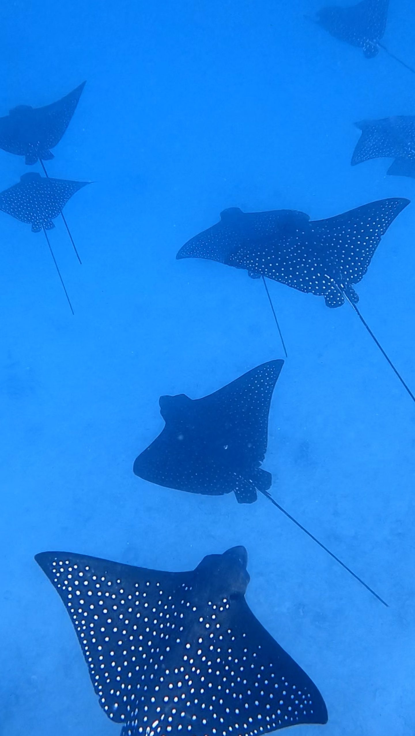 Concha Perla, la joya de Galápagos - Polyviajeros