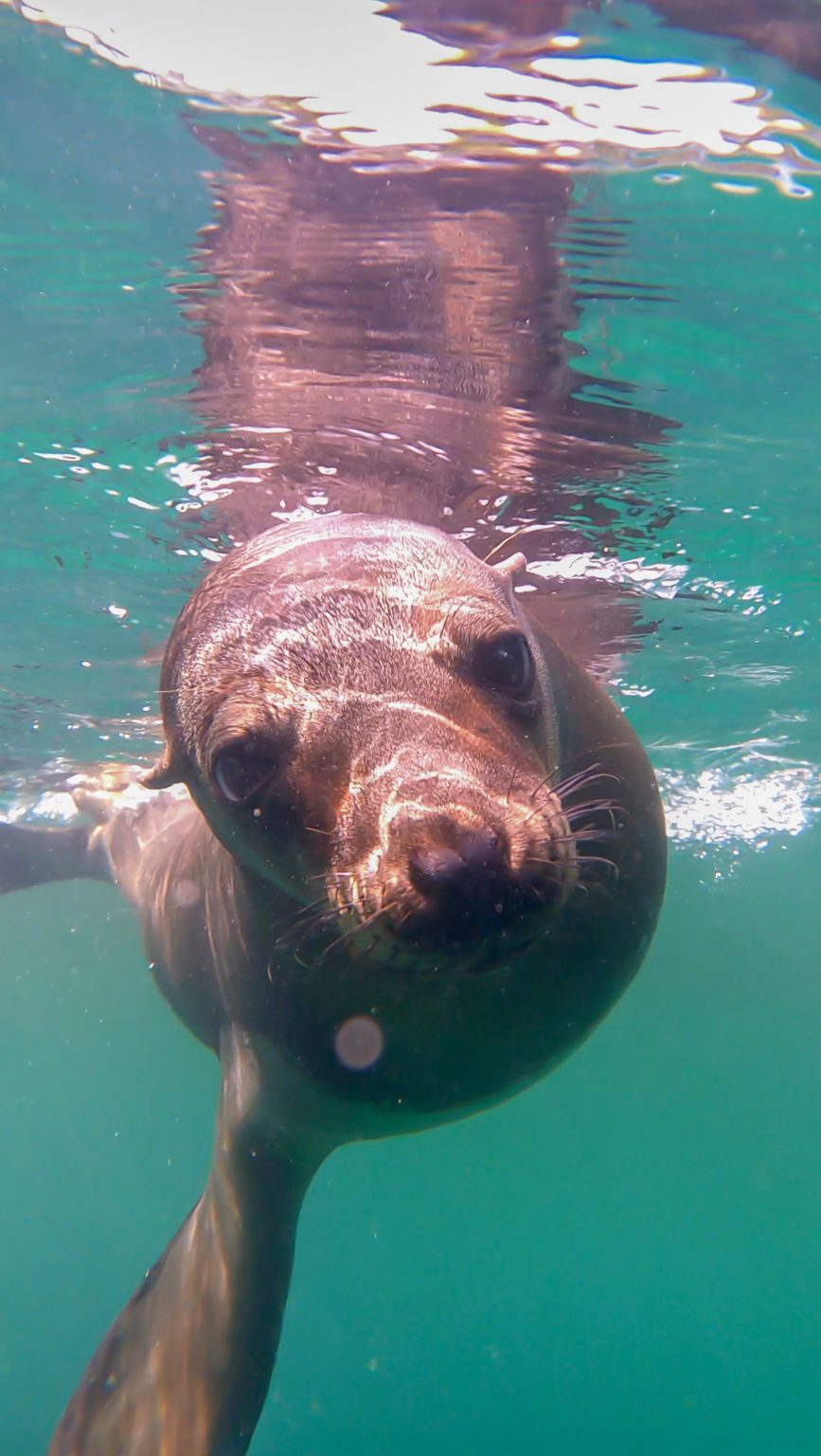 Concha Perla, la joya de Galápagos - Polyviajeros