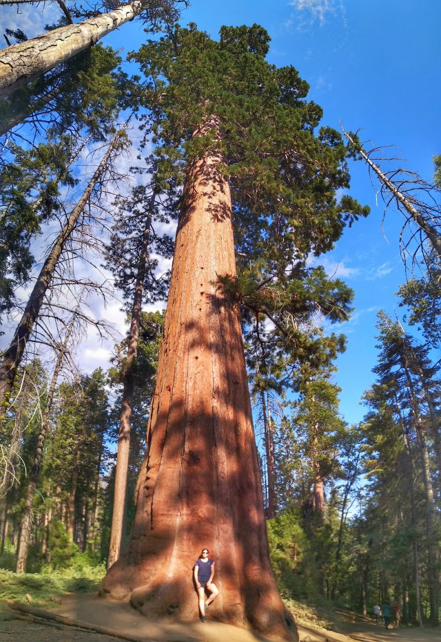 Qué ver en Yosemite National Park, el parque del Oso Yogui [Guía ...