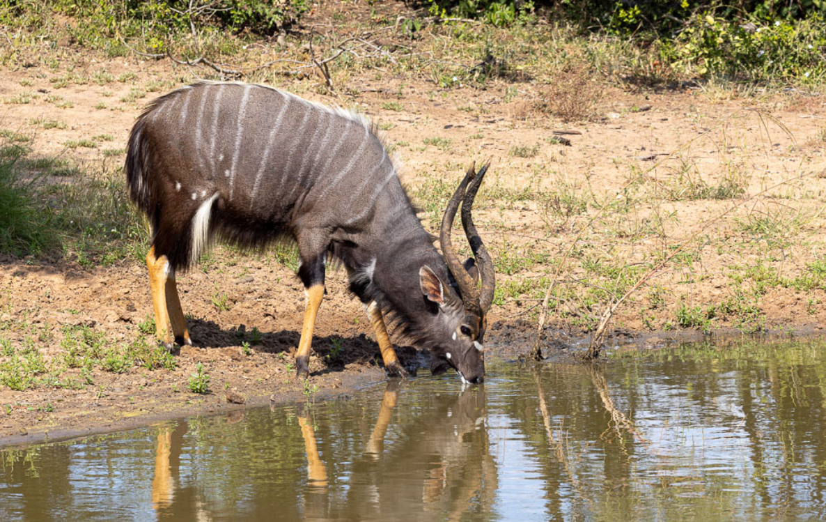uMkhuze Game Reserve, el gran desconocido de Sudáfrica con los Cinco ...