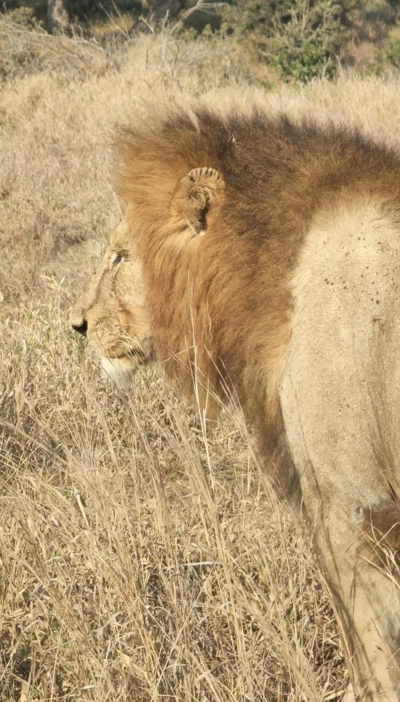 Satara Rest Camp, tierra de leones en el Kruger National Park ...