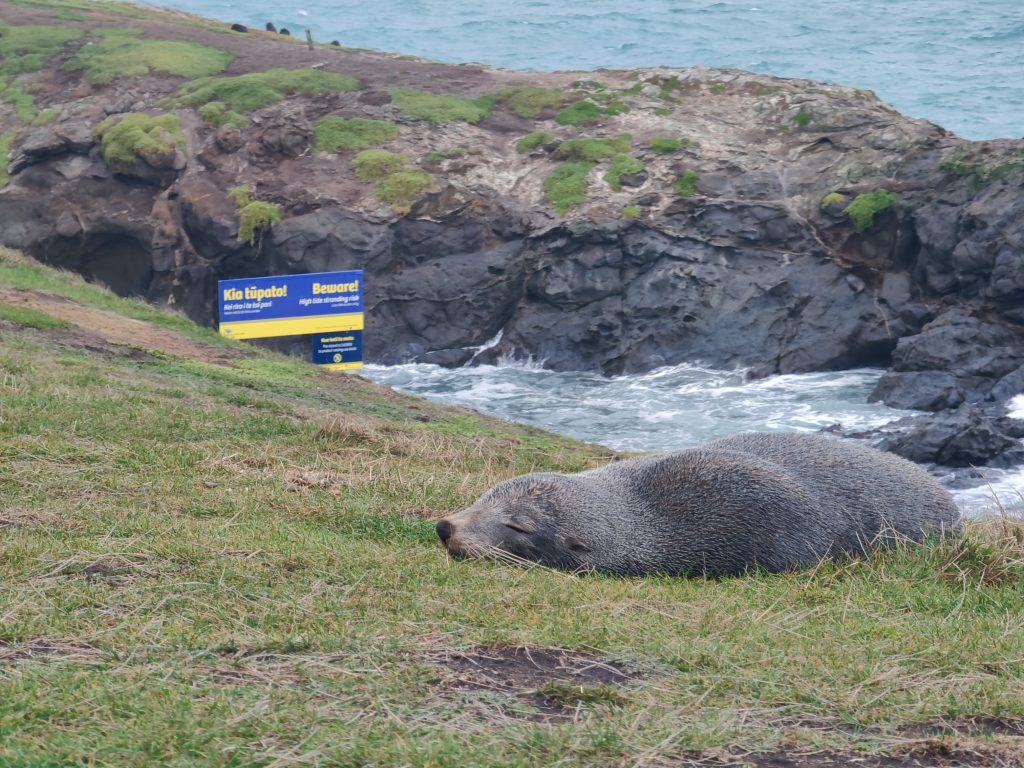 Qué ver en Katiki Point, una joya oculta de Nueva Zelanda [Guía ...