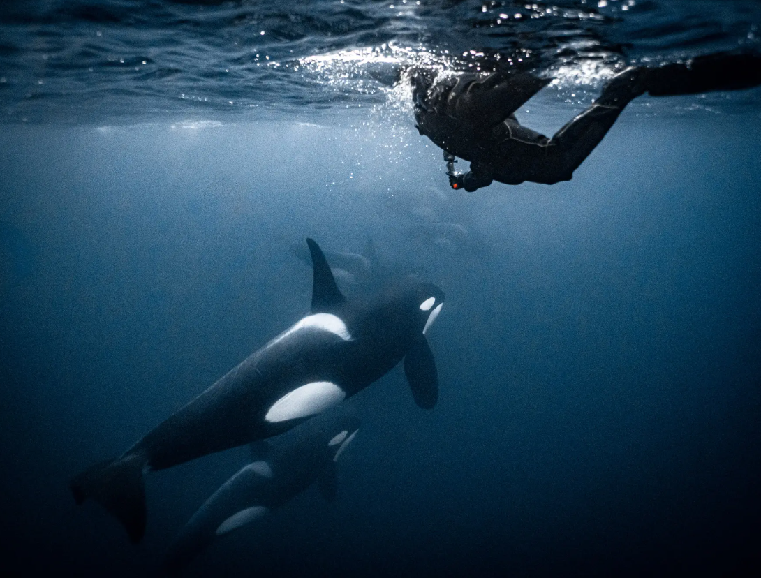 Cómo nadar con orcas en Noruega por libre [Guía Completa] - Polyviajeros